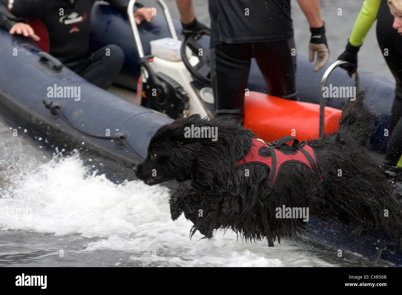 Newfoundland sea rescue dog training Stock Photo - Alamy