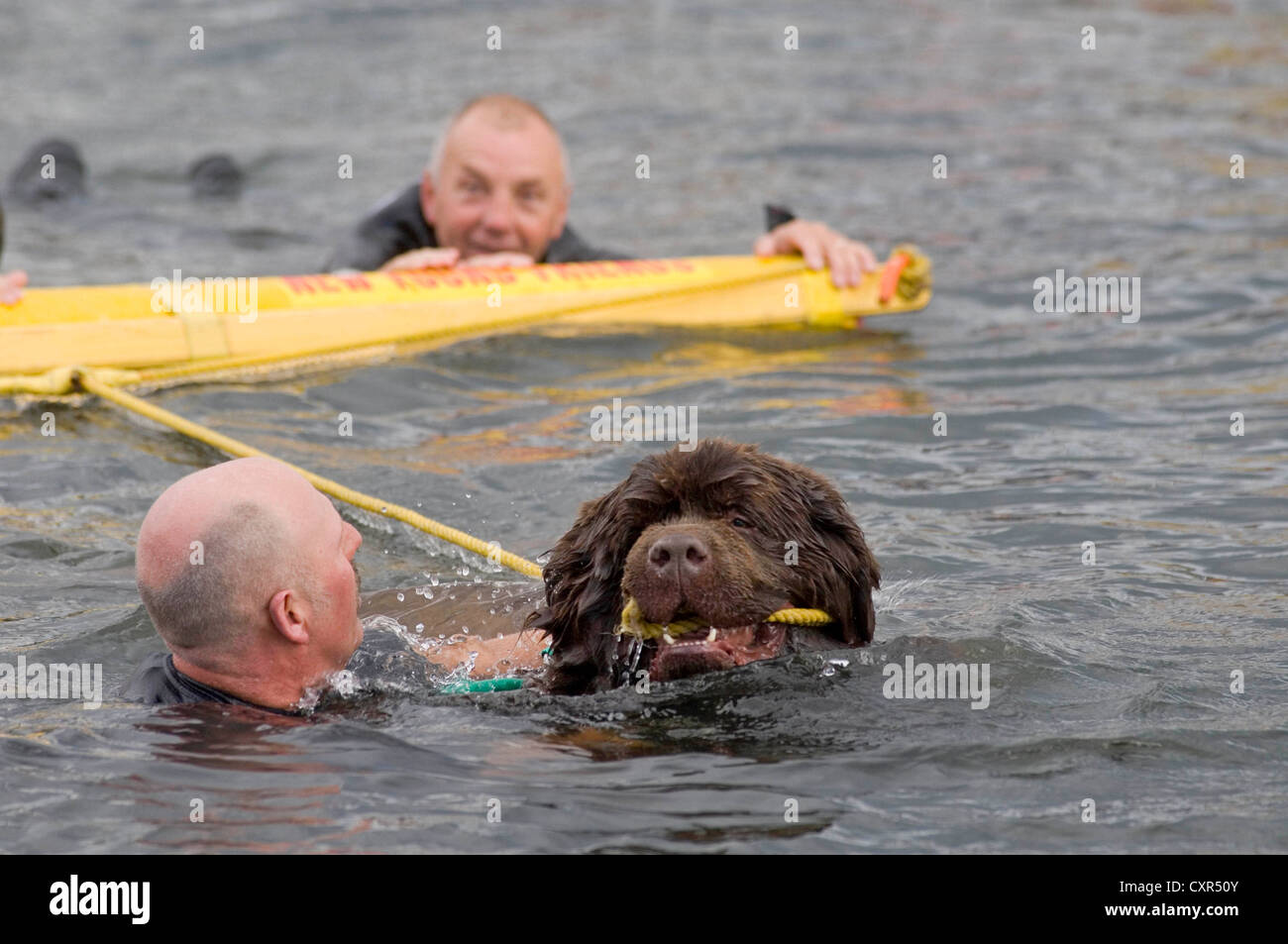 Newfoundland sea rescue dog training Stock Photo - Alamy