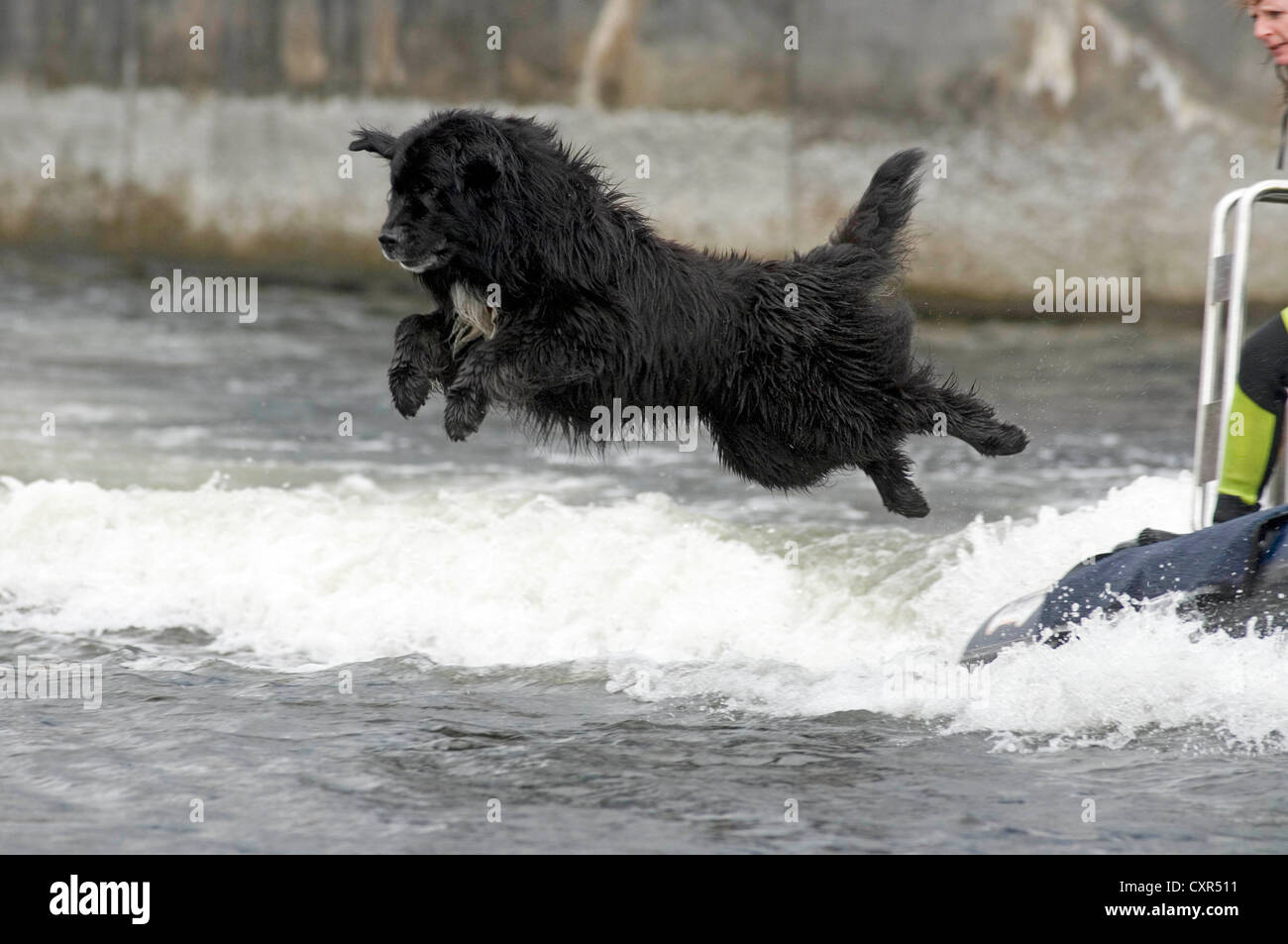 Rescue Dog Newfoundland Swimming Stock Photos & Rescue Dog Newfoundland ...