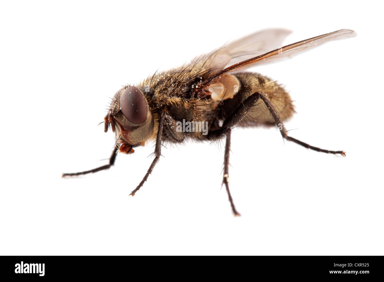 Hairy abdomen Cut Out Stock Images & Pictures - Alamy