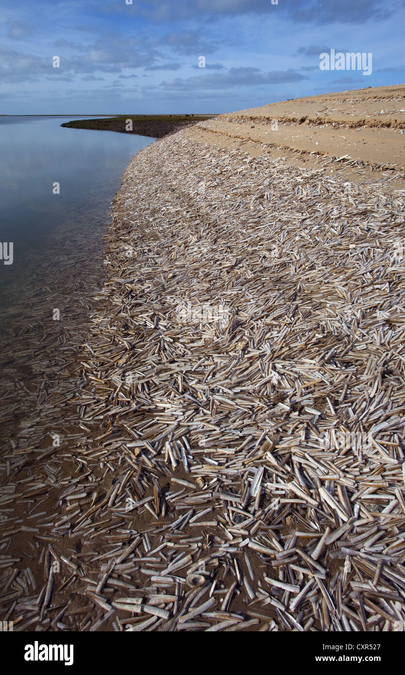 Razor Shell Ensis siliqua on Thornham Creek Titchwell Norfolk Stock ...
