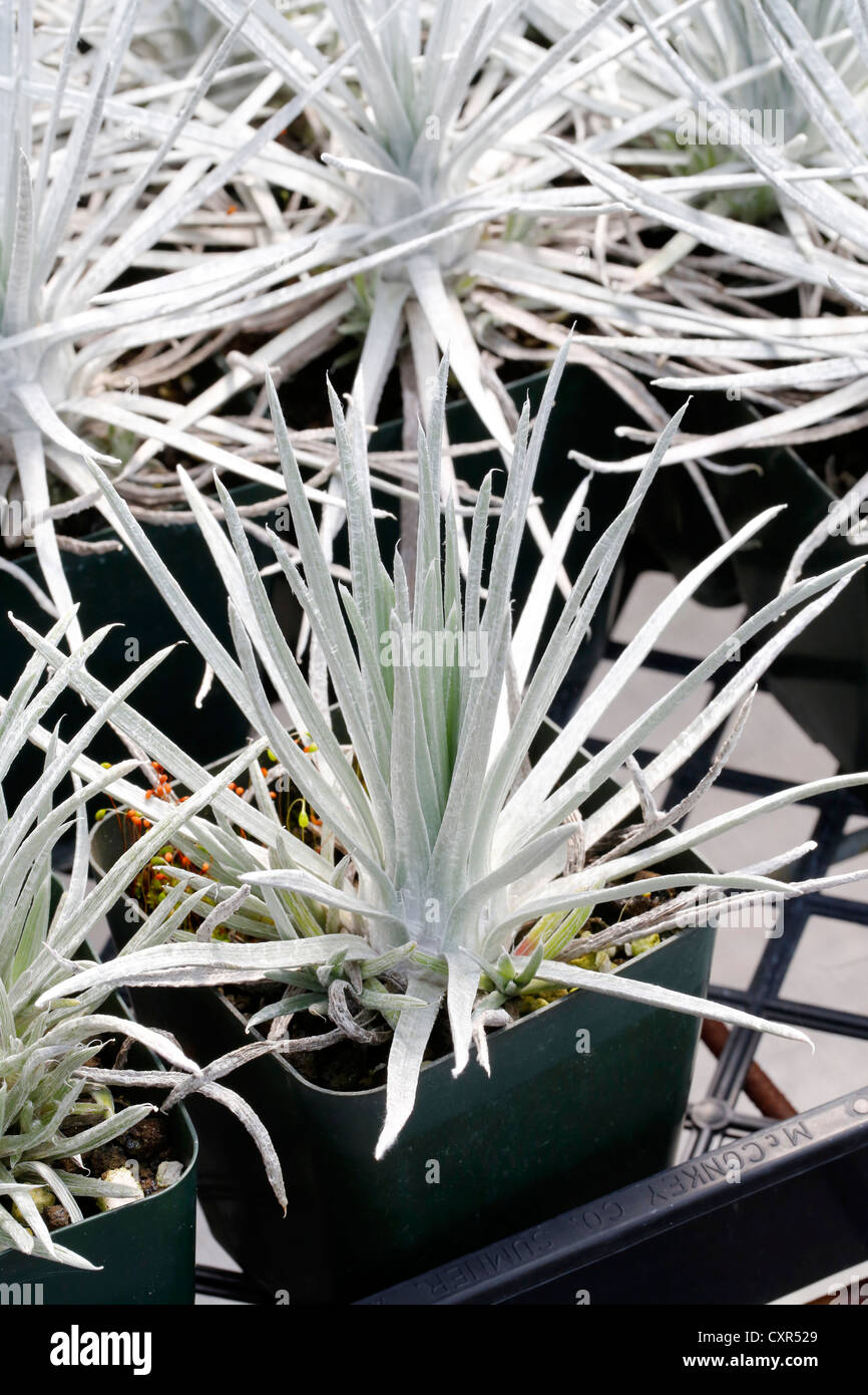 Argyroxiphium sandwicense subsp sandwicense hi-res stock photography ...