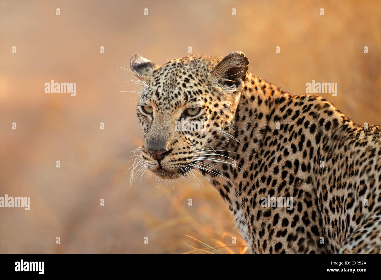 Portrait of a leopard (Panthera pardus), South Africa Stock Photo - Alamy