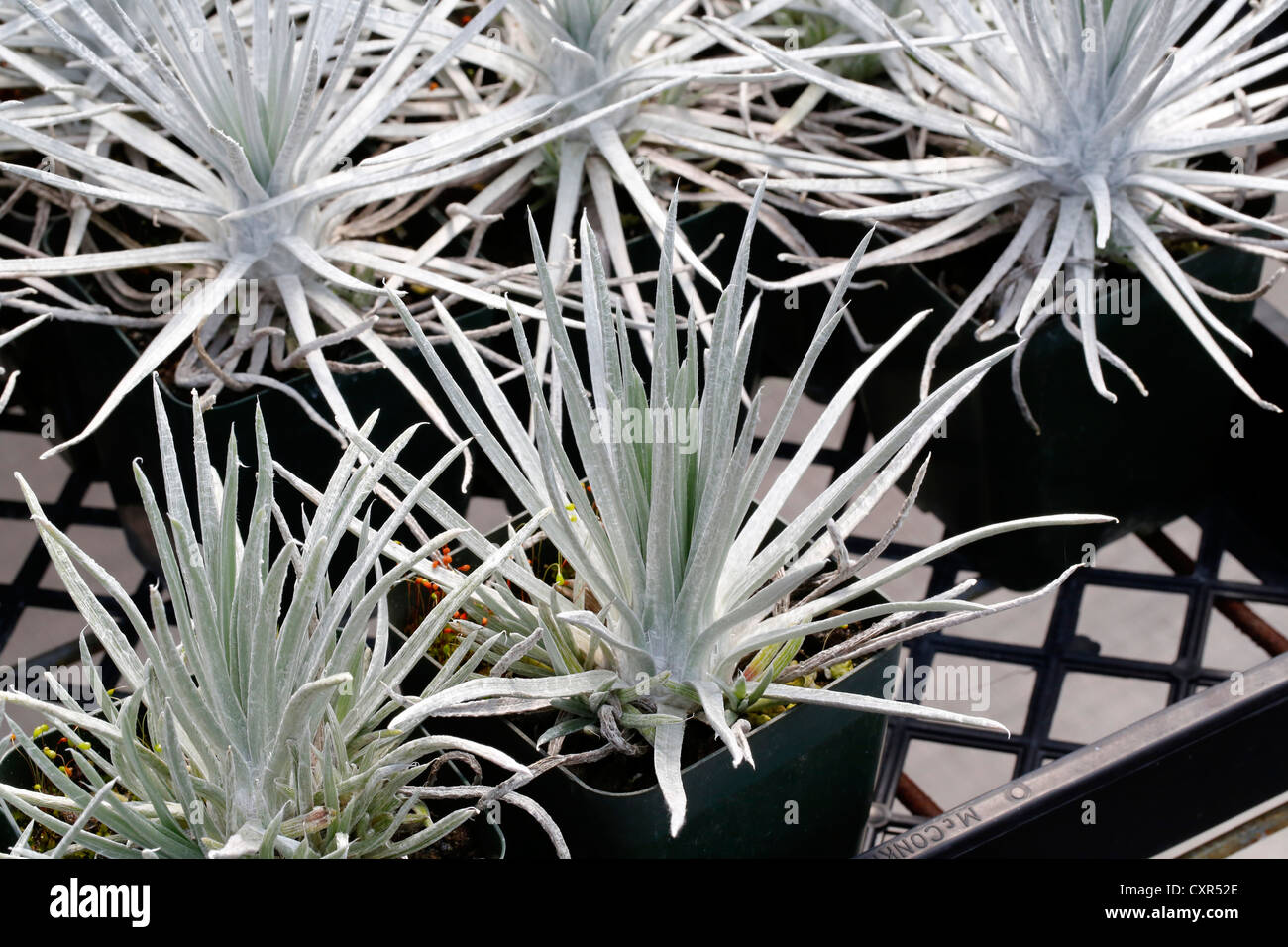 Mauna Kea Silversword High Resolution Stock Photography and Images - Alamy