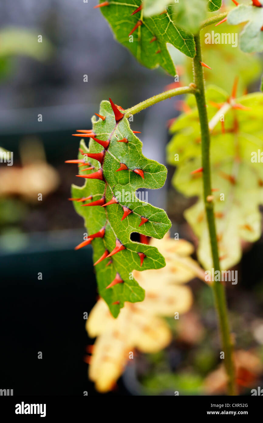 Leaf with thorns, thorny popolo, popolo ku mai (Solanum incompletum), a ...