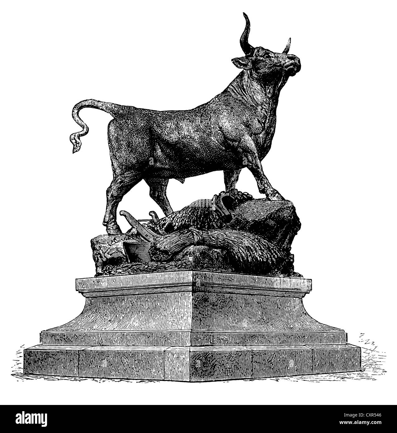 Bull, vintage engraved illustration - Line Engraving, Created in 1879 ...