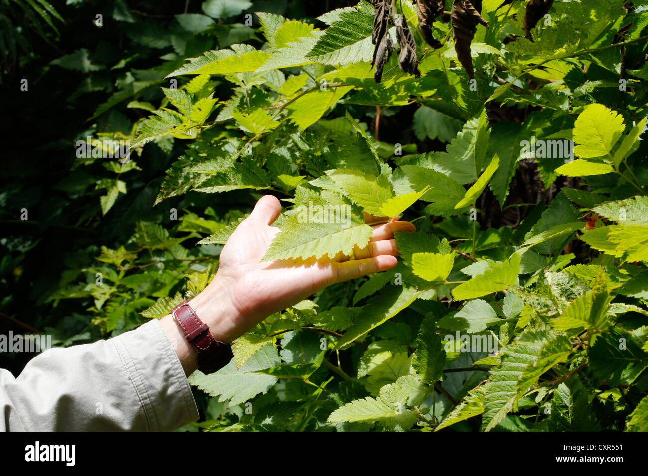 Hawaiian raspberry hi-res stock photography and images - Alamy