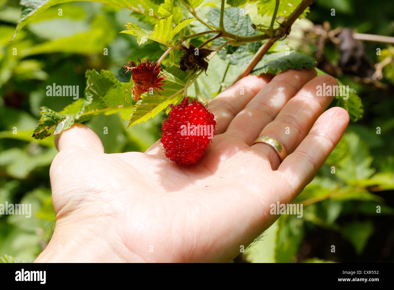 Akala hi-res stock photography and images - Alamy