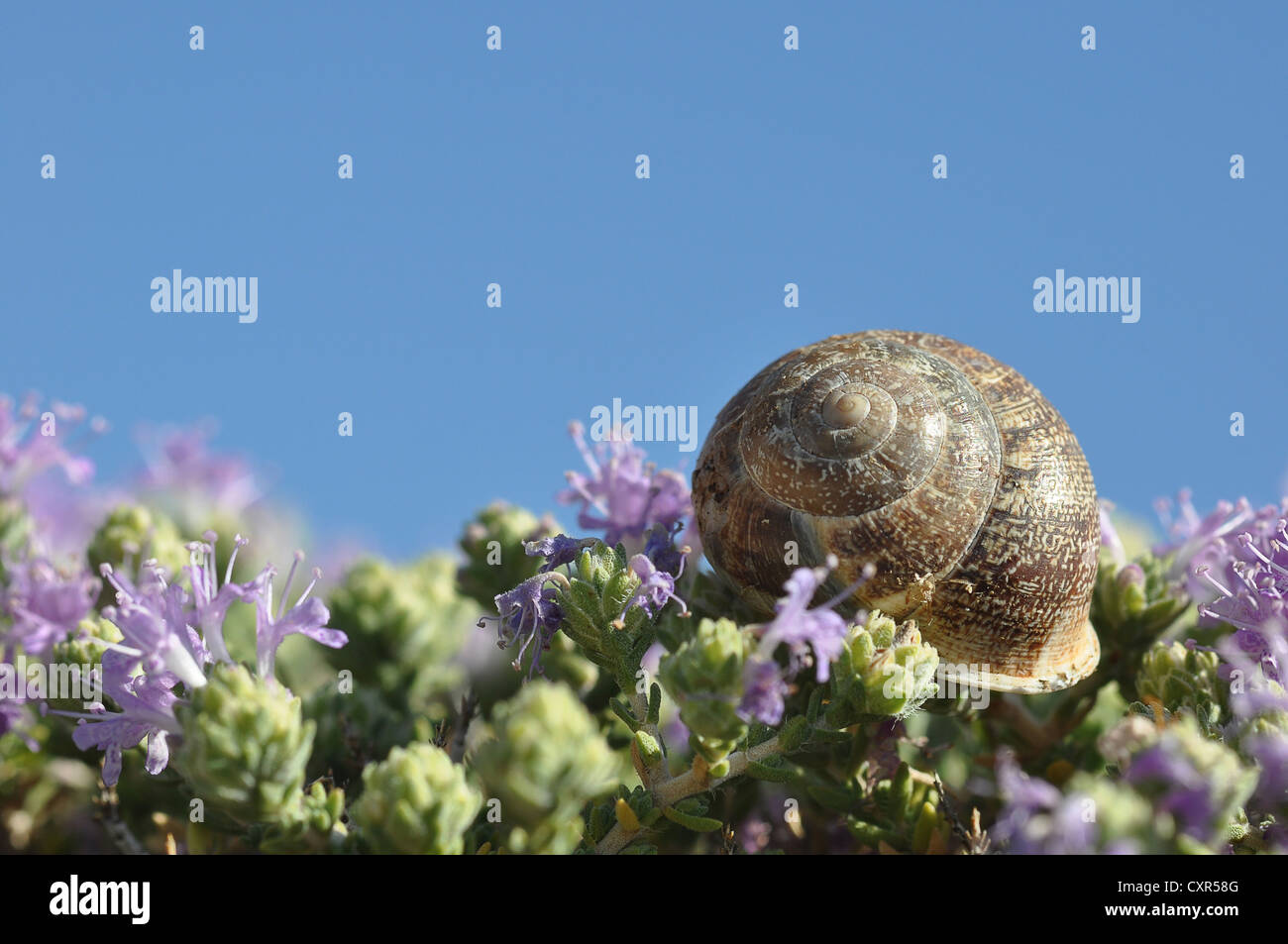 Shell of a snail (Helicidae), and flowering thyme (Thymus vulgaris ...
