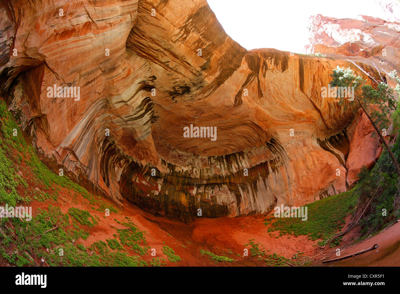 Double Arch Alcove overhang, Taylor Creek Trail, Zion National Park ...