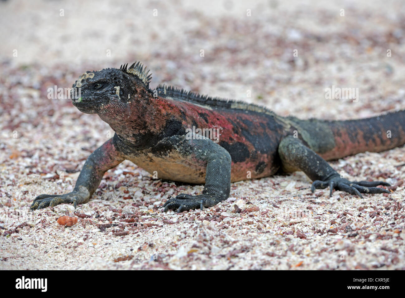 Marine Iguana (Amblyrhynchus cristatus), Española Island subspecies ...