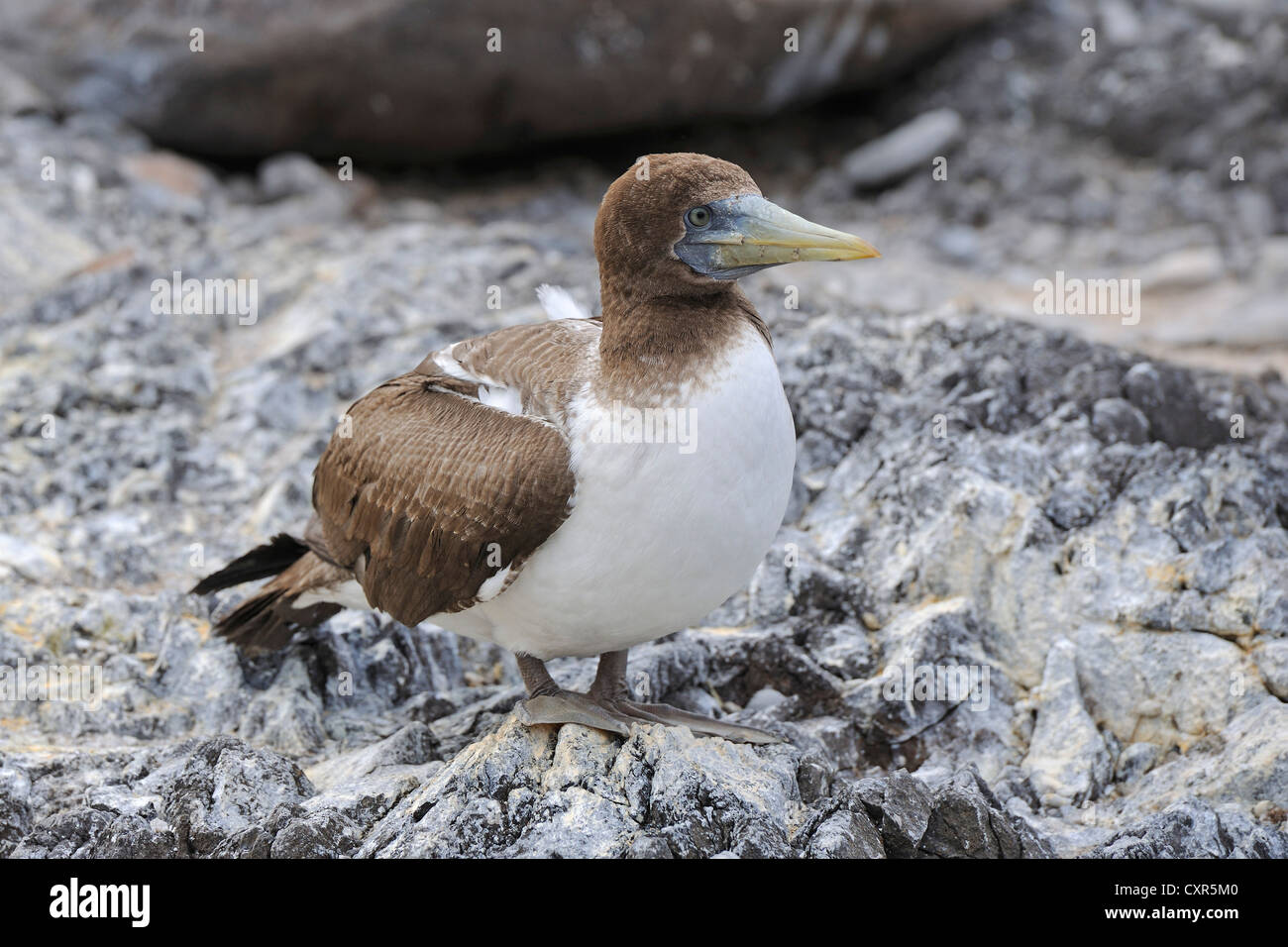 Blue-footed Booby (Sula nebouxii), juvenile, Española Island, Galapagos ...