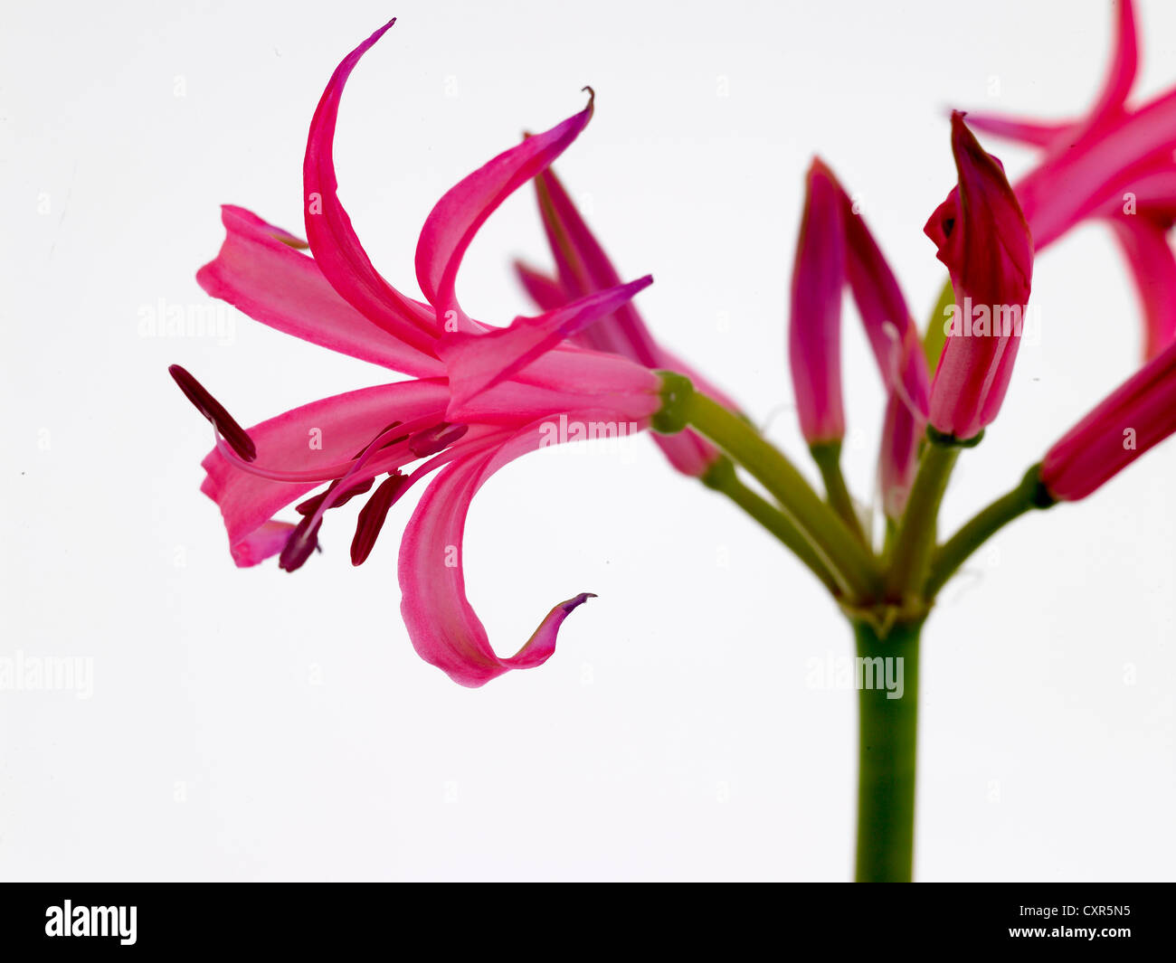 Nerine ‘Ras van Roon’ Common Name Guernsey lily, Spider lily Stock ...