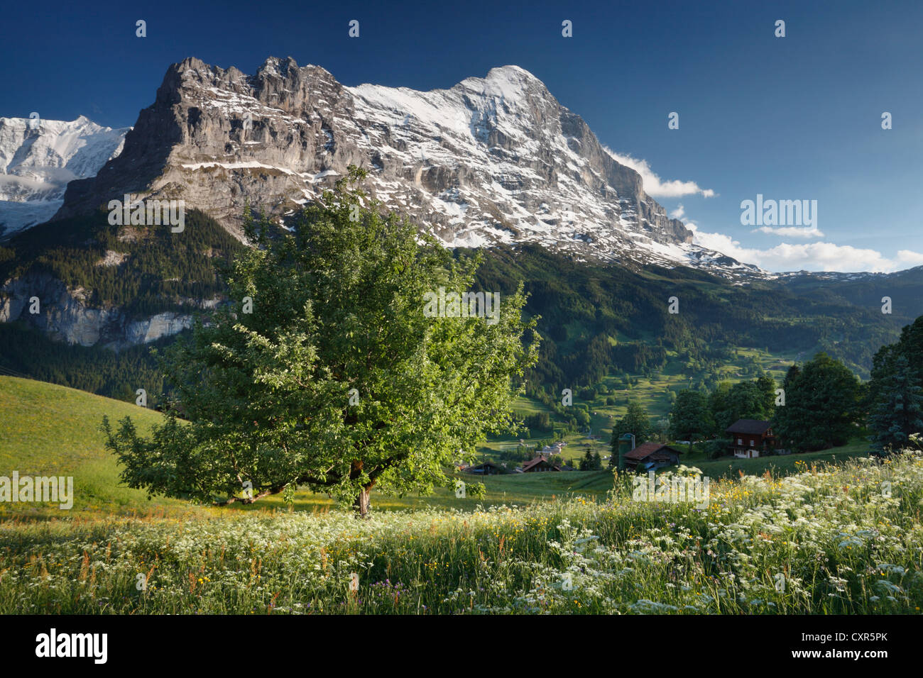 View of the Eiger and the wildflower covered Grindelwald Valley at ...