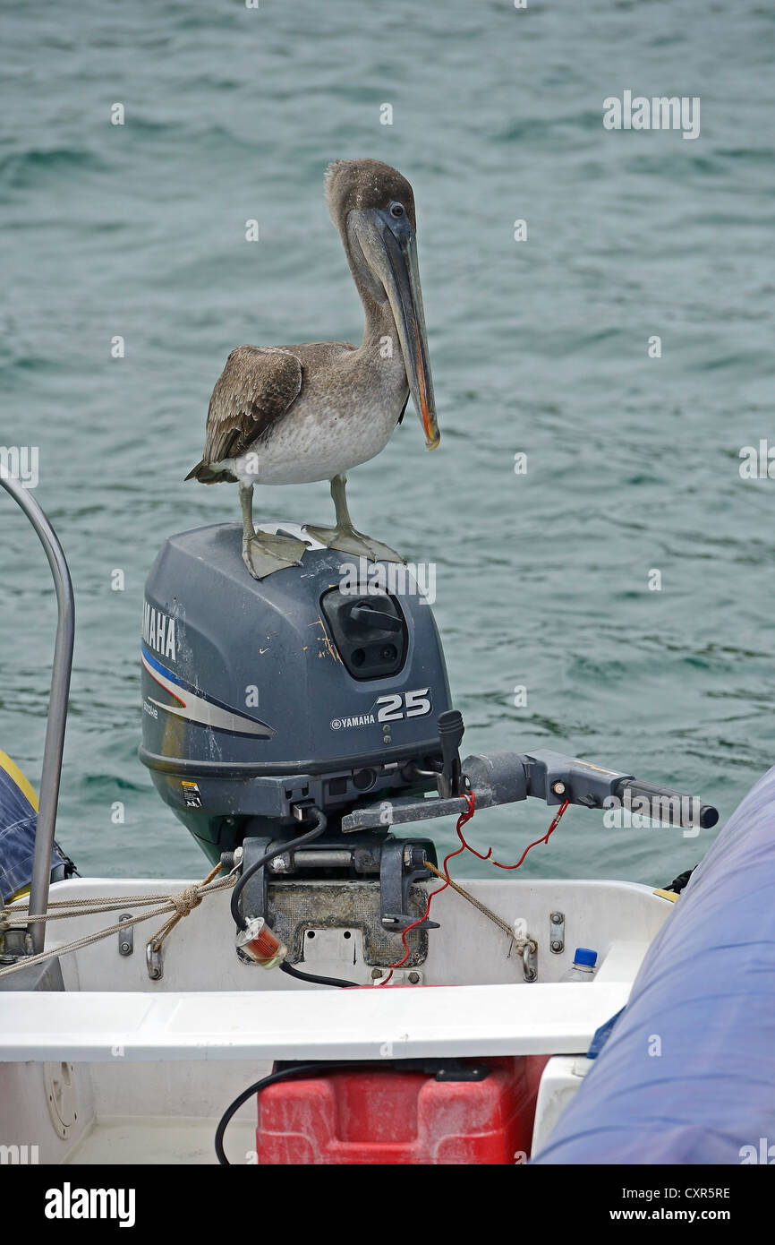 Brown Pelican (Pelecanus occidentalis), sitting on the motor of an ...