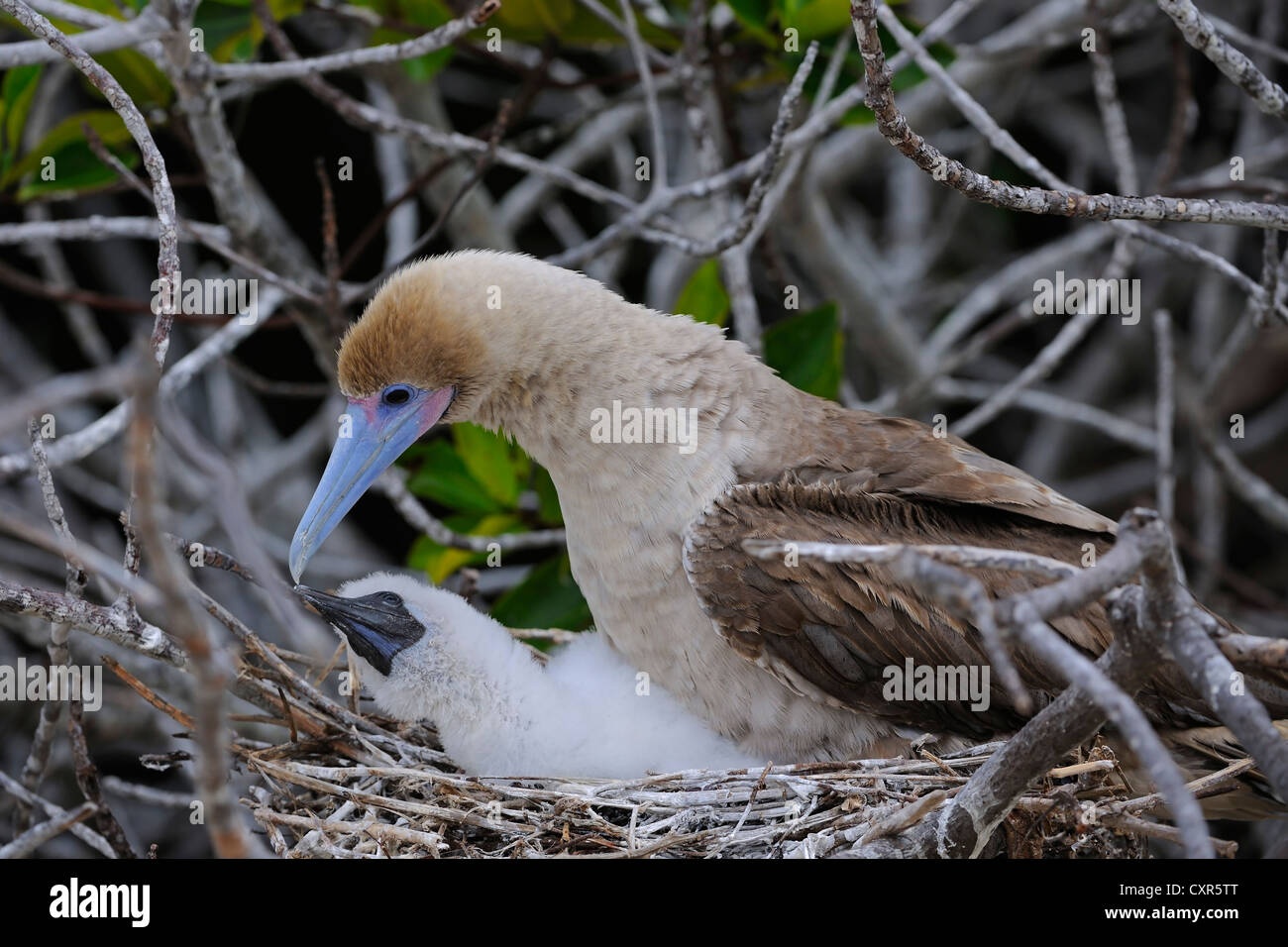 Sula Sula Stock Photos & Sula Sula Stock Images - Alamy