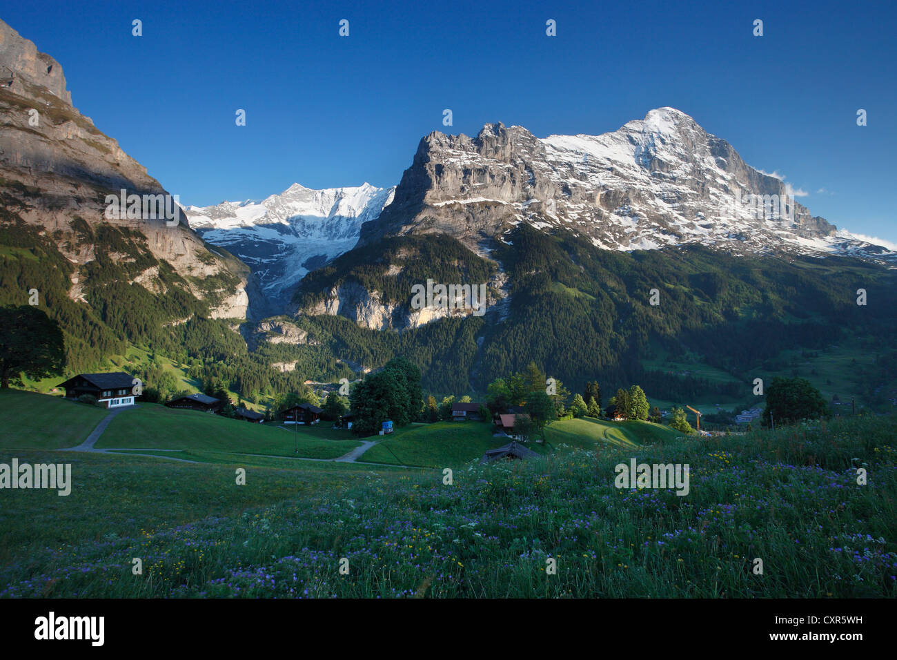 View of the Eiger and the wildflower covered Grindelwald Valley at ...
