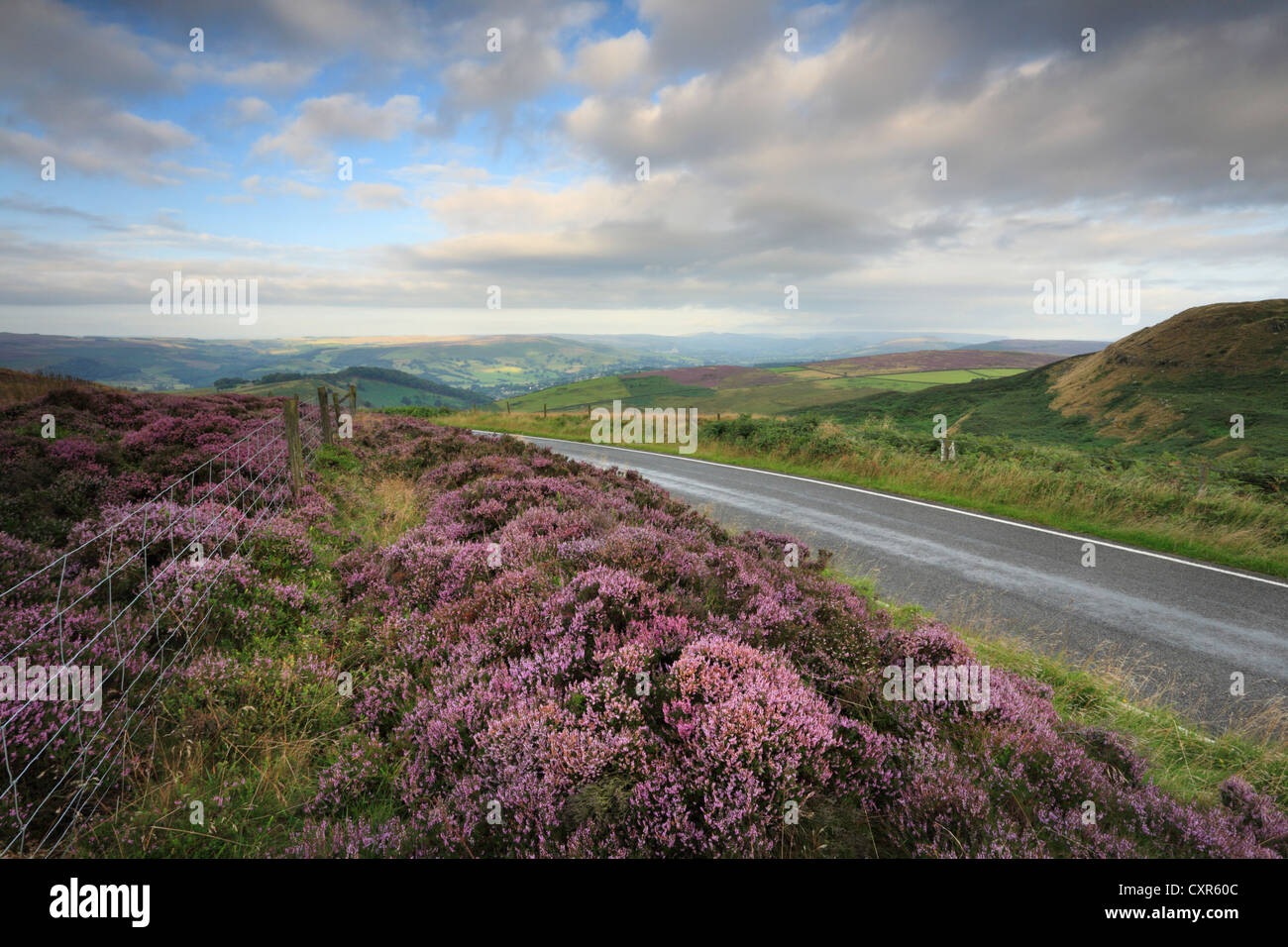 Bright purple heather in bloom below Owler Tor near Hathersage in the ...