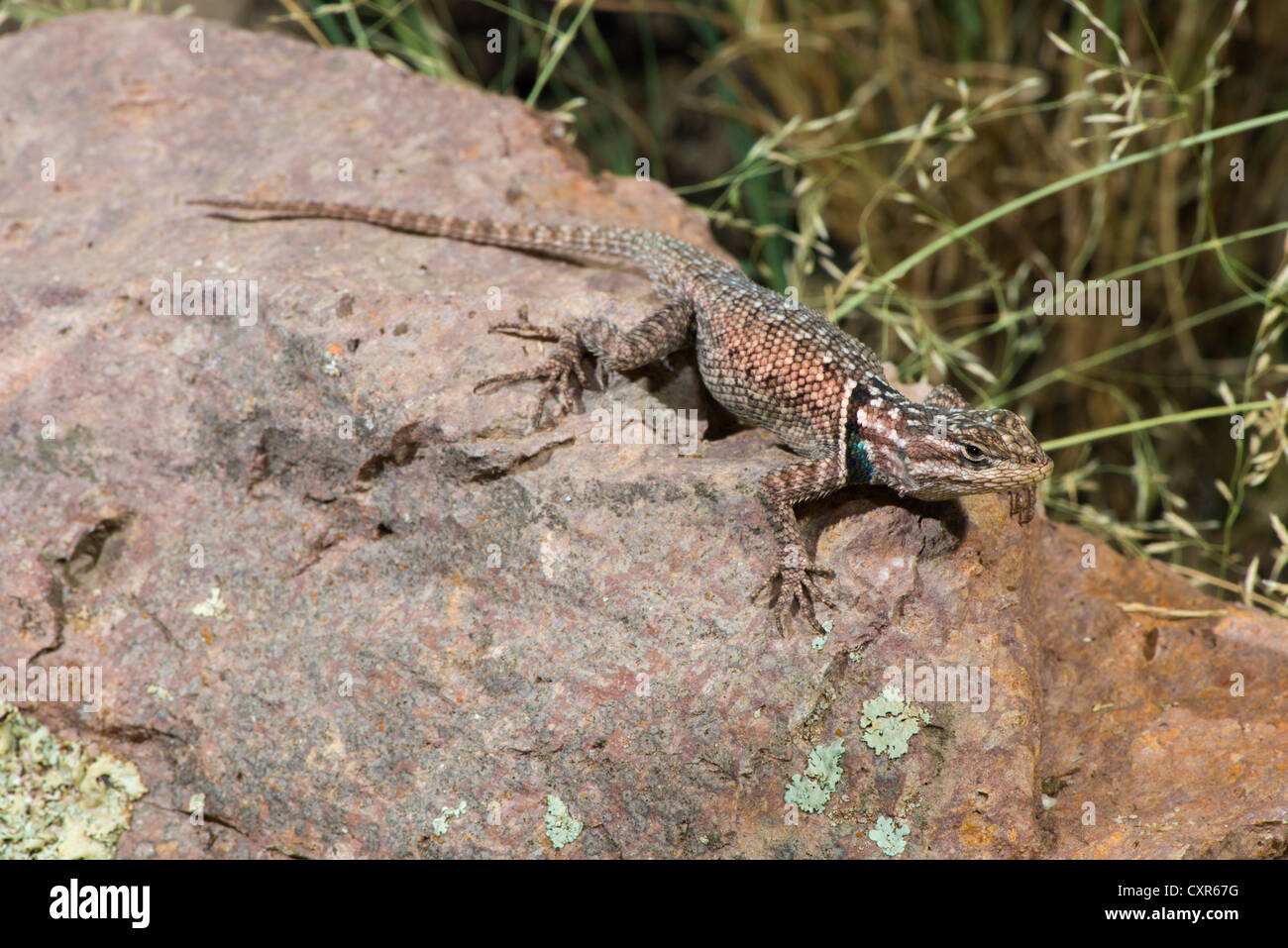 Mountain Spiny Lizard Sceloporus jarrovii Chiricahua Mountains, Cochise ...