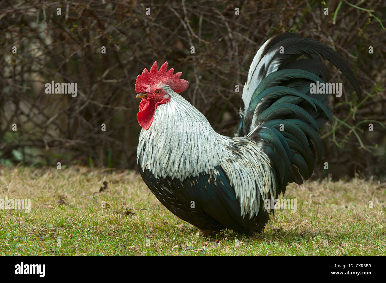 Cock, Chabos Bantam, Schwaz, Tyrol, Austria, Europe Stock Photo - Alamy