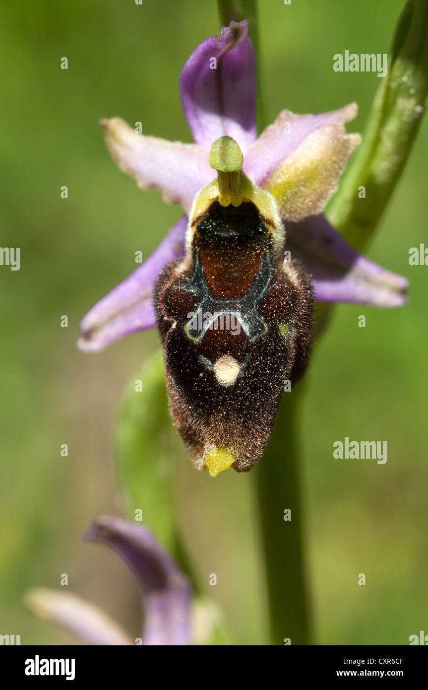 Moris High Resolution Stock Photography and Images - Alamy