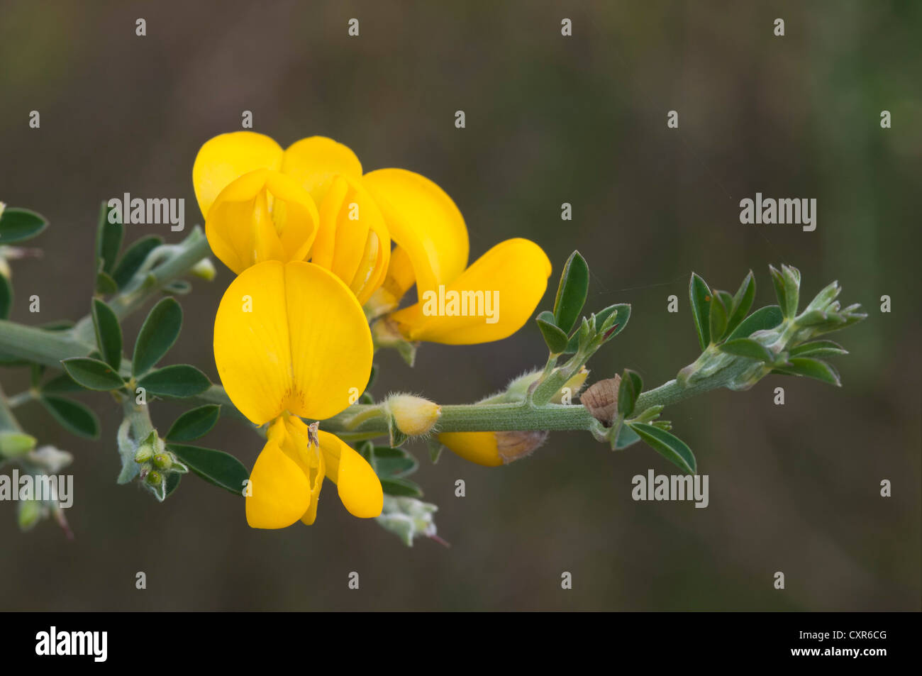 Montpellier broom hi-res stock photography and images - Alamy