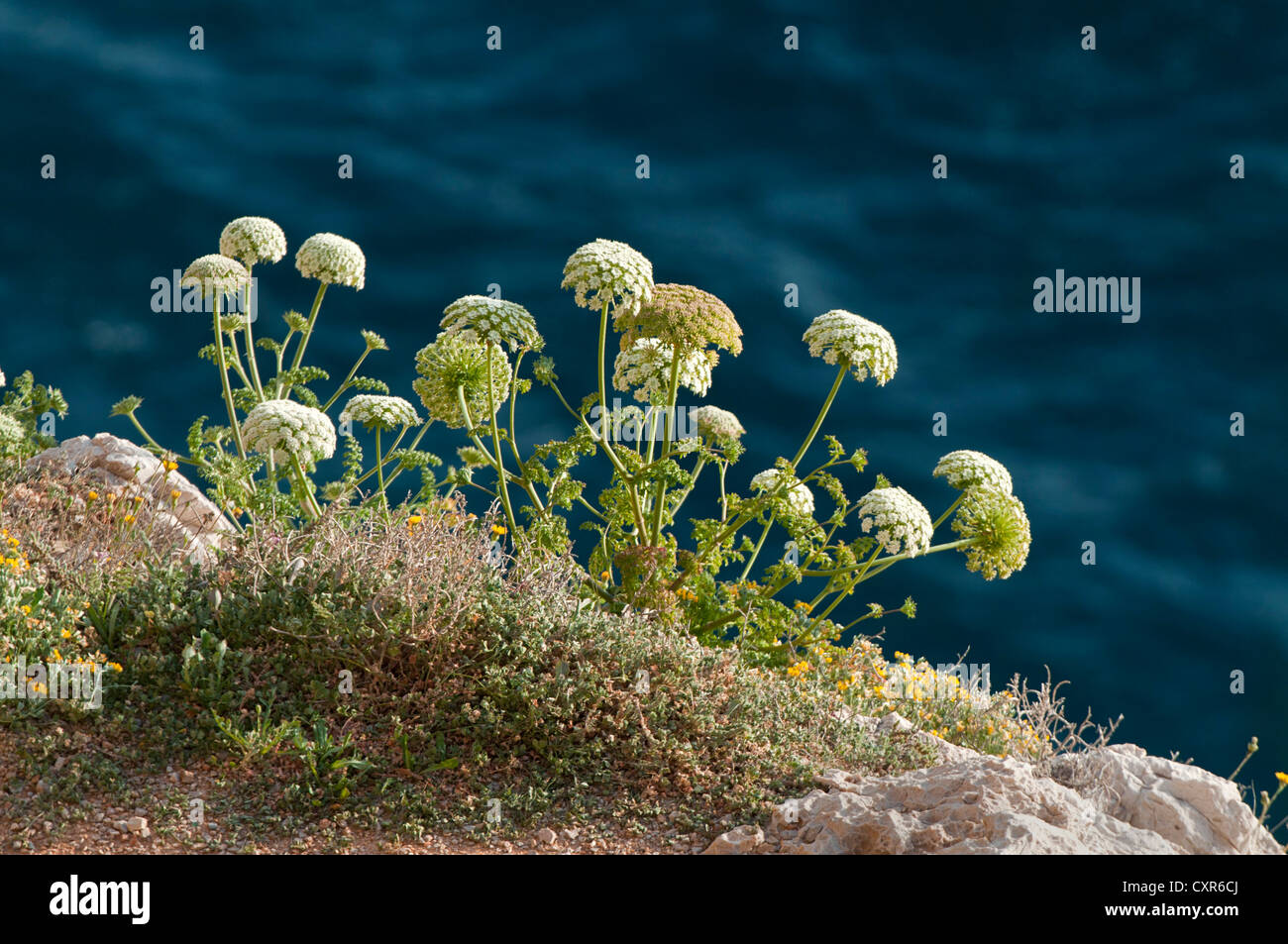 Sea Carrot (Daucus gingidium), Cappo Caccia, Alghero, Sardinia, Italy ...
