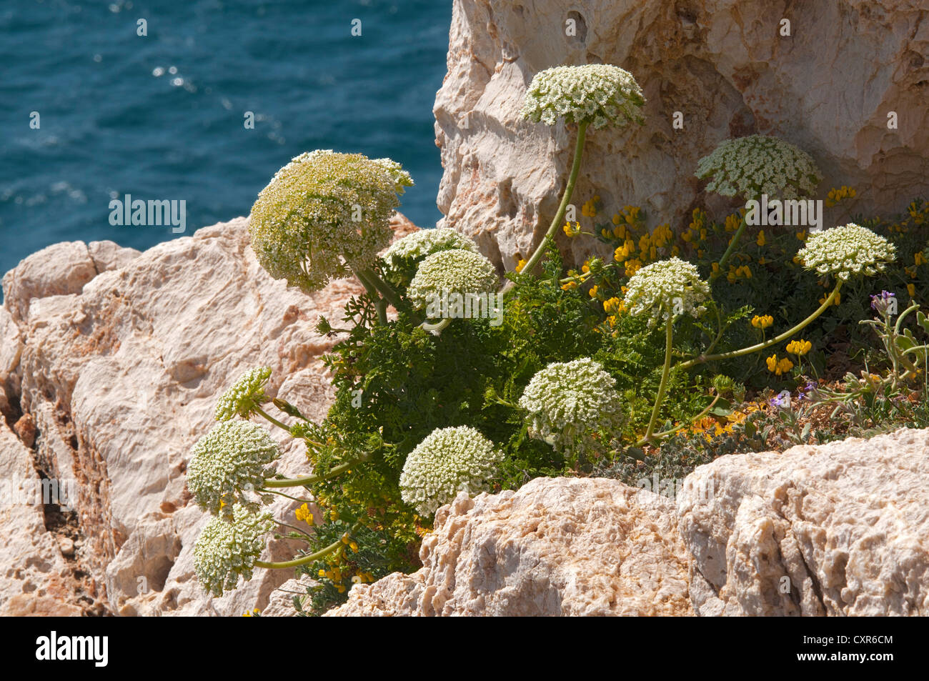Sea Carrot (Daucus gingidium), Cappo Caccia, Alghero, Sardinia, Italy ...