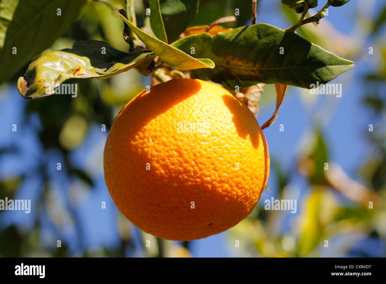 Orange growing on a tree in an orange grove, Gole dell'Alcantara ...
