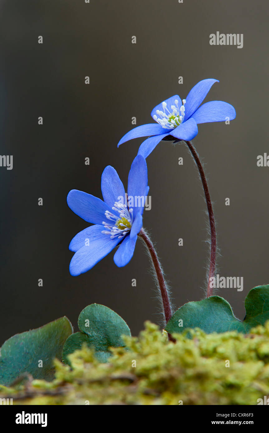 Liverwort Hepatica Nobilis High Resolution Stock Photography and Images ...