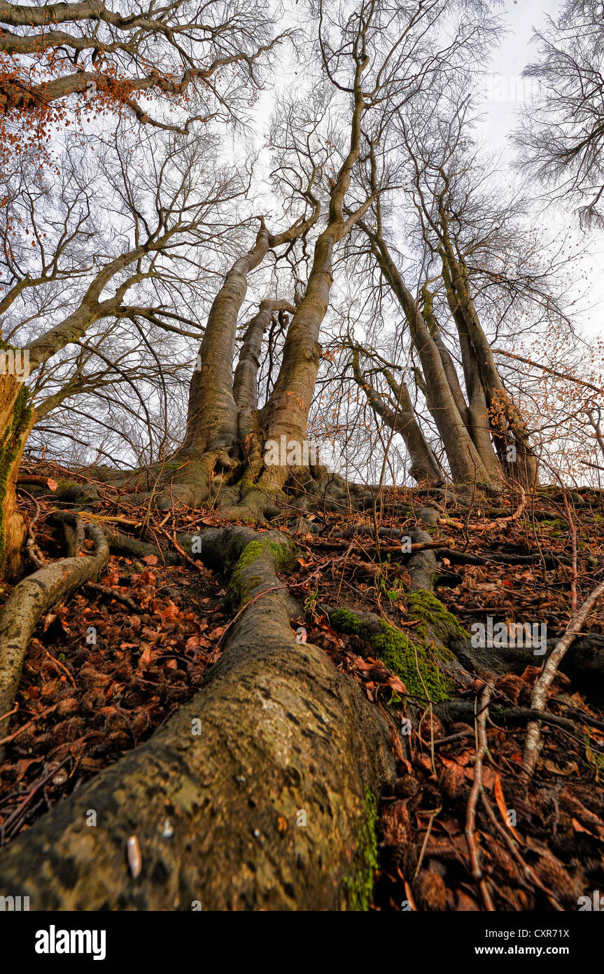 Beech Trees In Black And White High Resolution Stock Photography and ...