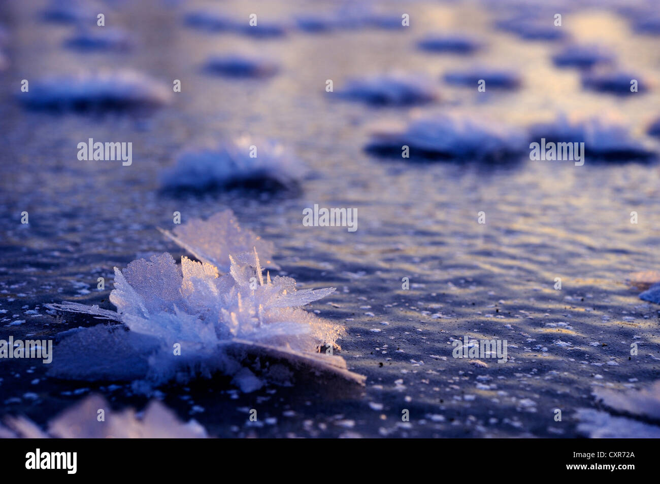 Arctic Ice Flowers