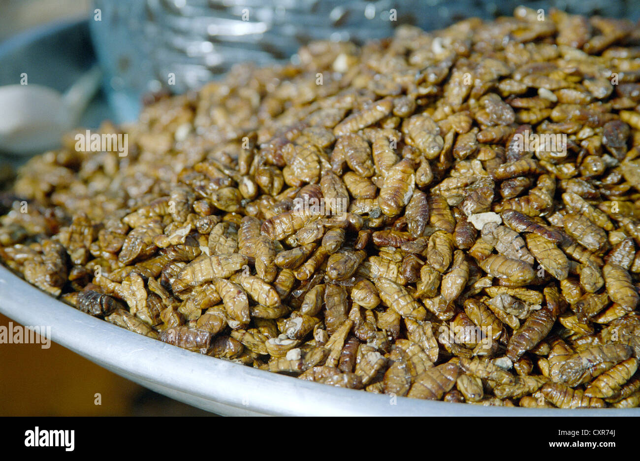 Fried larvae, Phnom Penh, Cambodia, Southeast Asia, Asia Stock Photo ...
