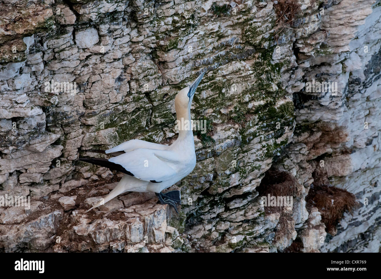Gannet A High Resolution Stock Photography and Images - Alamy