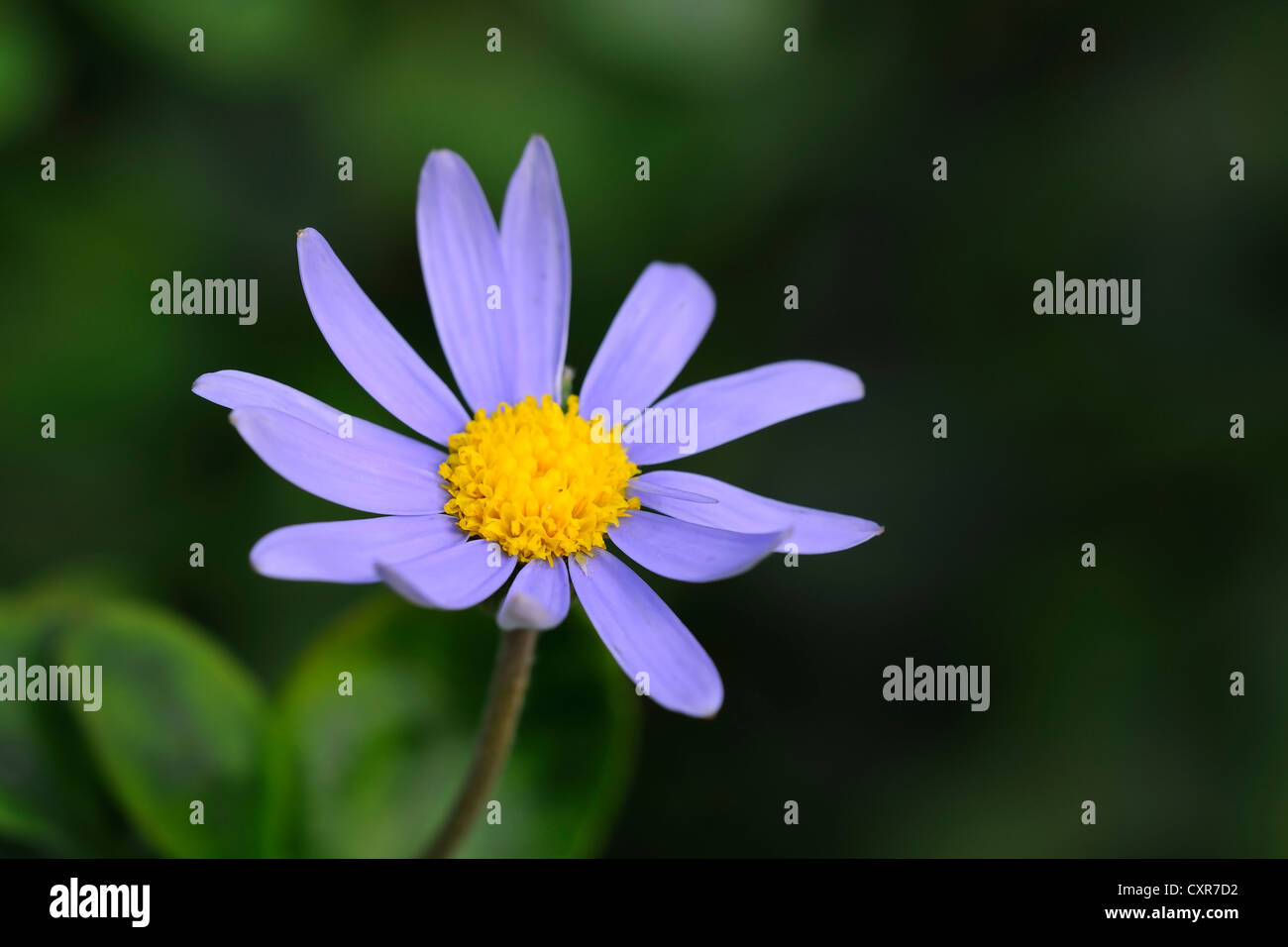 Blue marguerite hi-res stock photography and images - Alamy