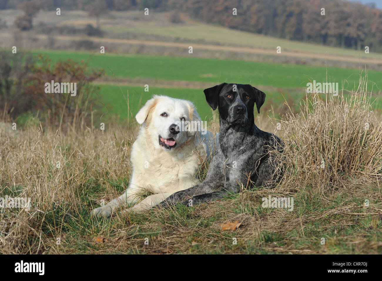 Slovensky cuvac hi-res stock photography and images - Alamy
