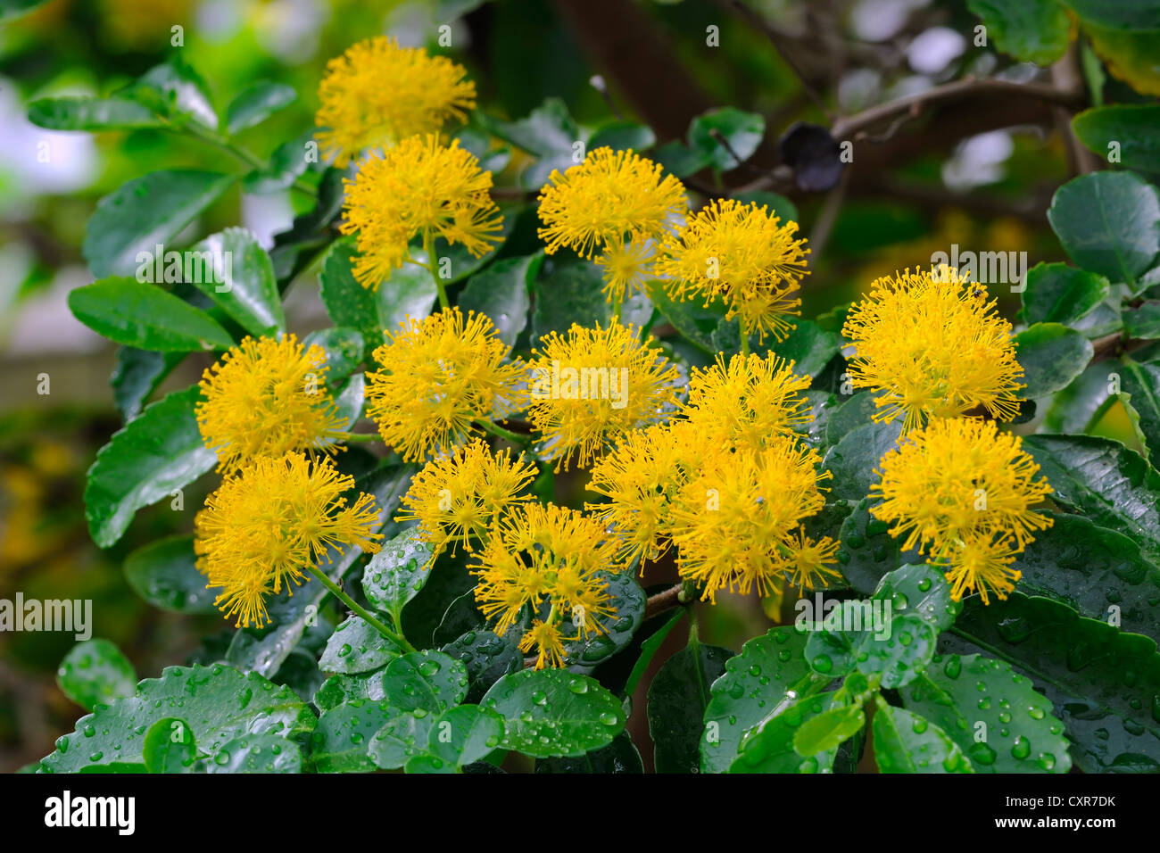 Flowering Shrubs And Flowers Pictures Of Saws Banksia 'Old Man/Saw