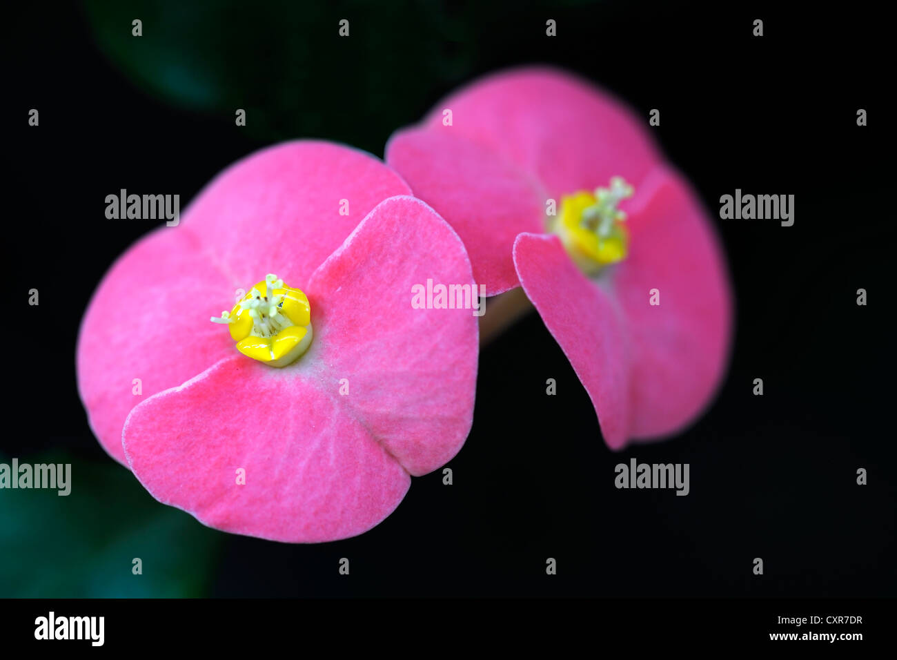 Flowers of Gerold's Spurge (Euphorbia geroldii), Madagascar, Africa ...