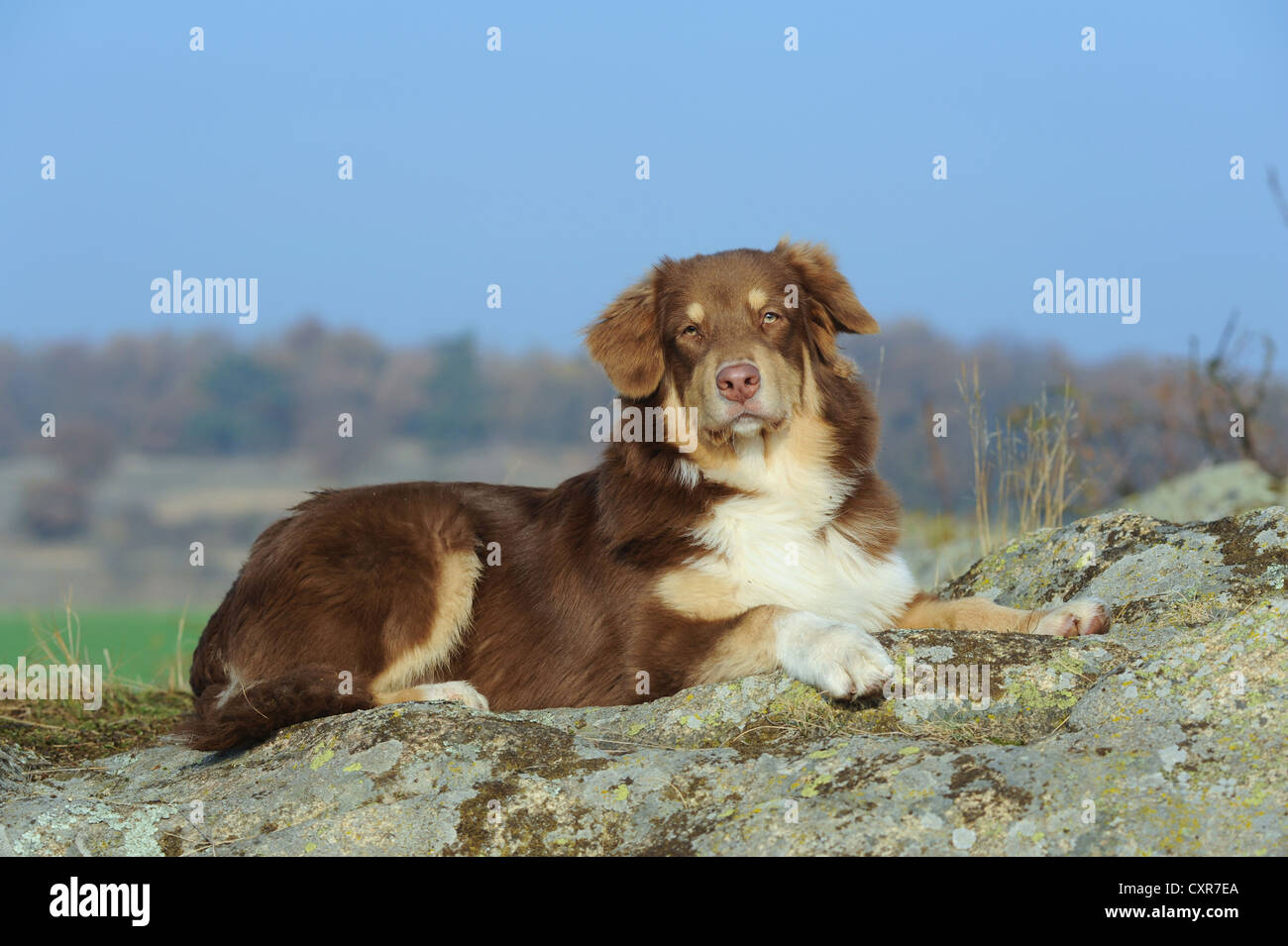 Red tri australian shepherd hi-res stock photography and images - Alamy