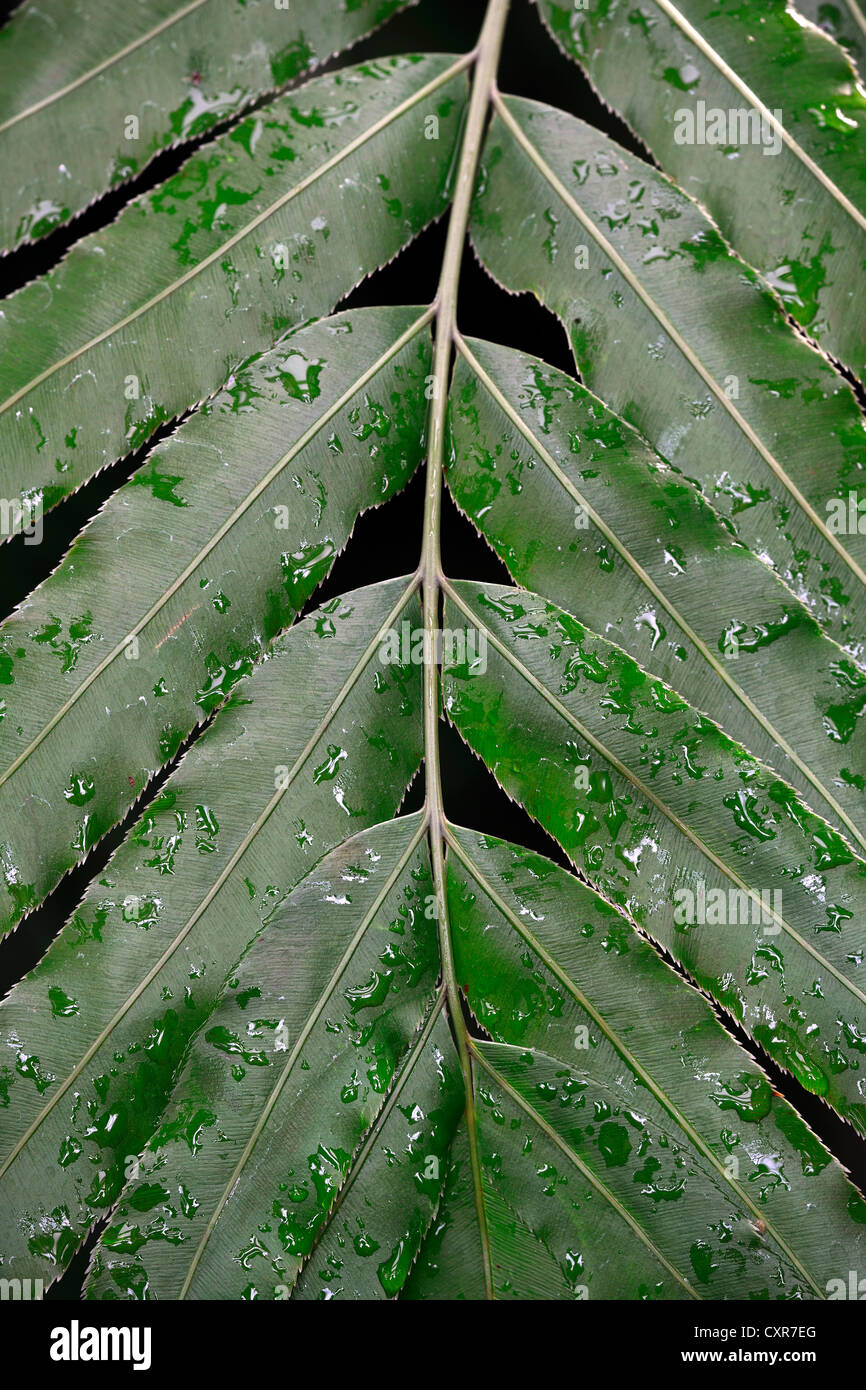 Giant vine fern hi-res stock photography and images - Alamy