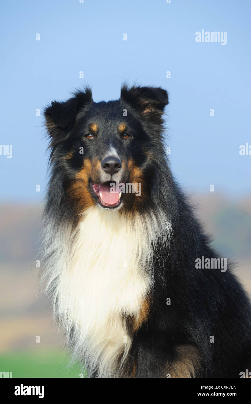 Shetland Sheepdog, Sheltie, tricolour, portrait Stock Photo - Alamy