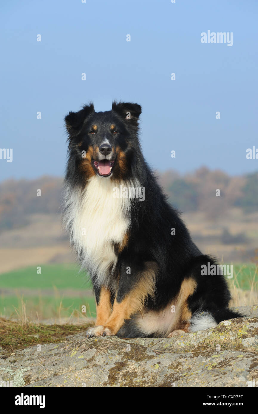 Sheepdog sitting hi-res stock photography and images - Alamy