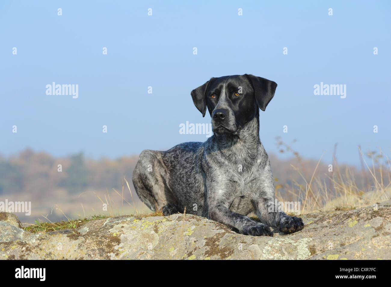 Labrador Retriever - Australian Cattle Dog cross-breed lying on a rock ...