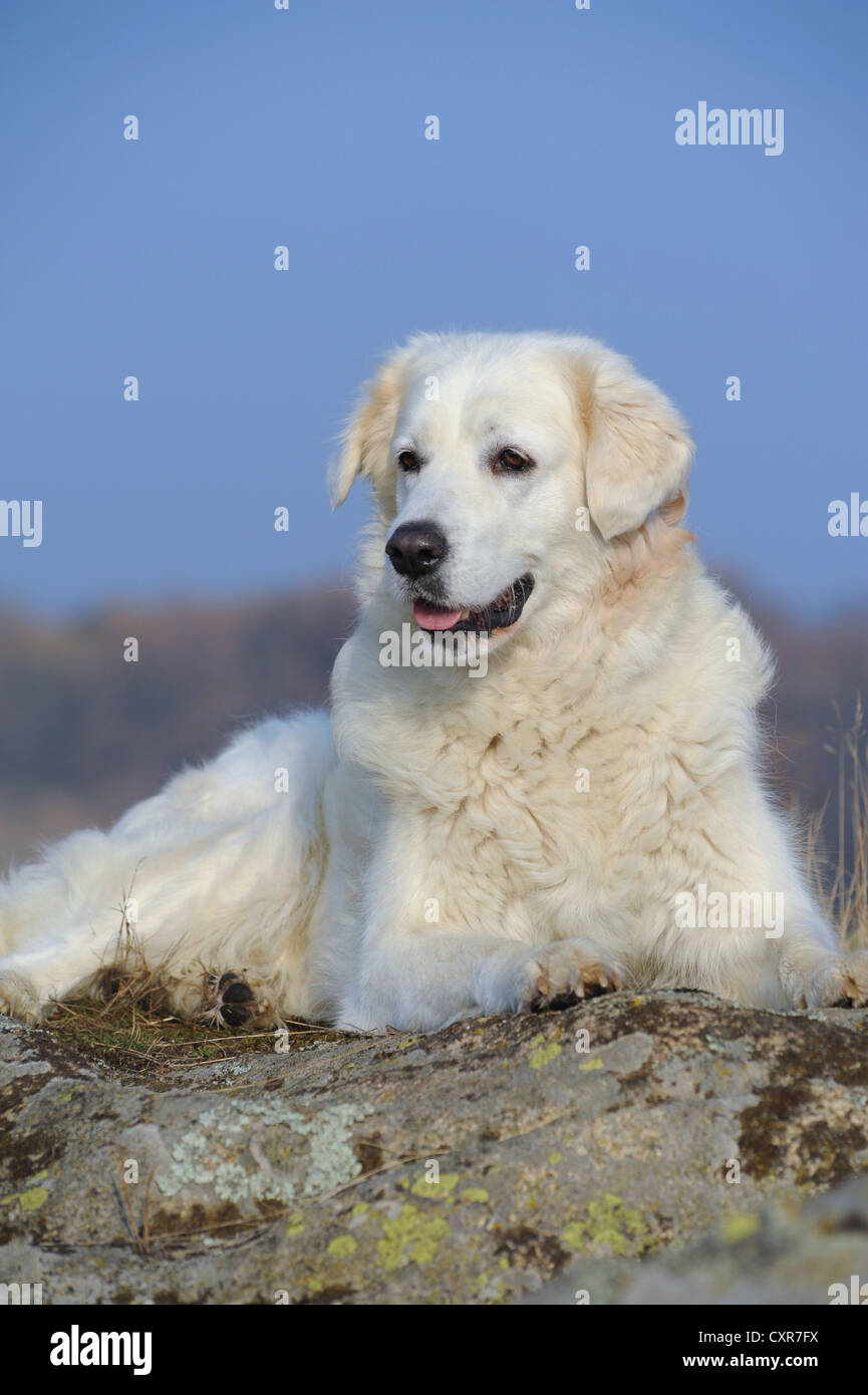 Slovensky Cuvac or Slovak Cuvac lying on a rock Stock Photo - Alamy