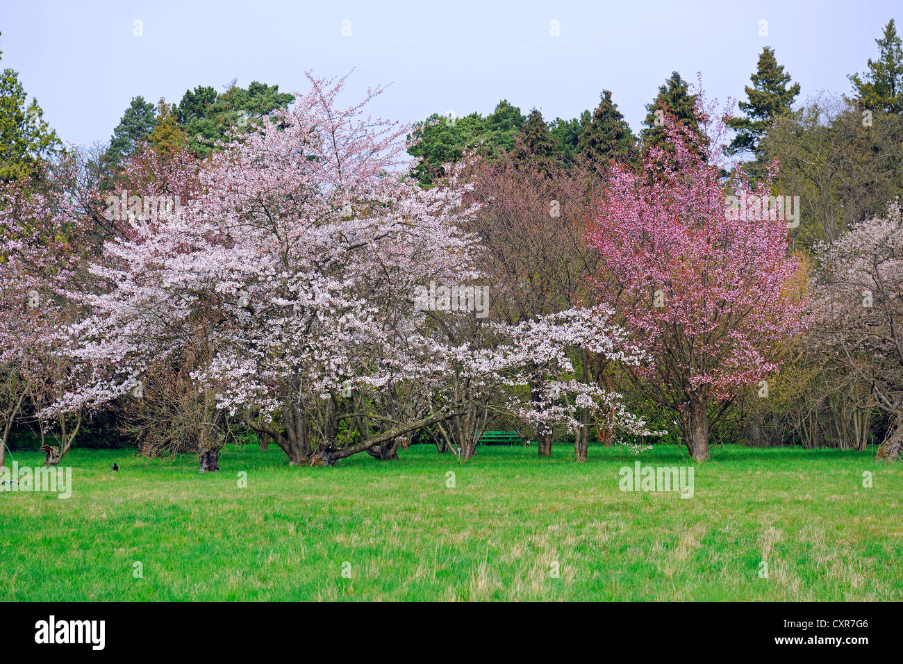 Various Cherry (Prunus sargentii) trees in full bloom, Berlin, Germany ...