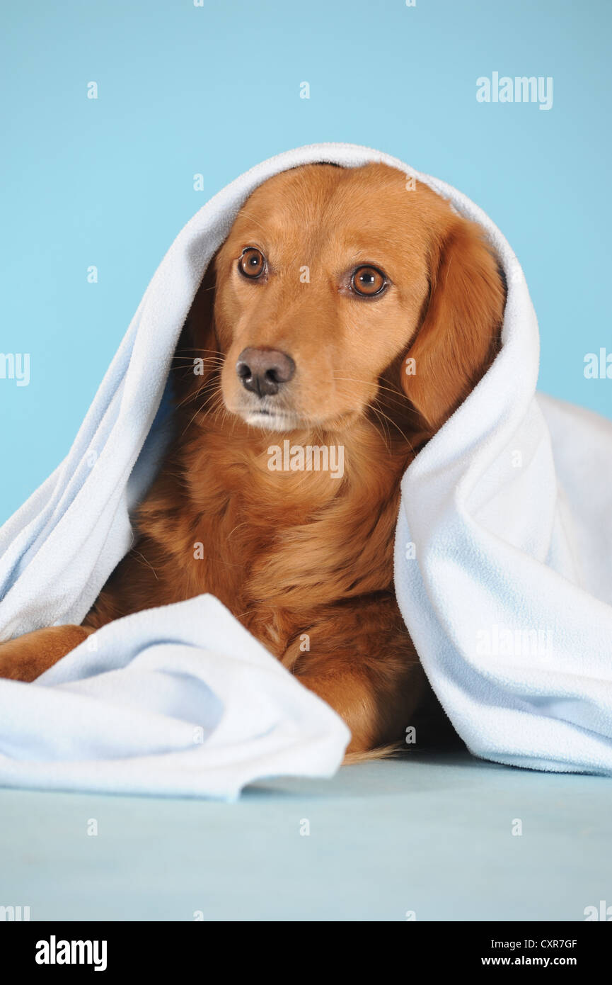 Dog under covers hi-res stock photography and images - Alamy