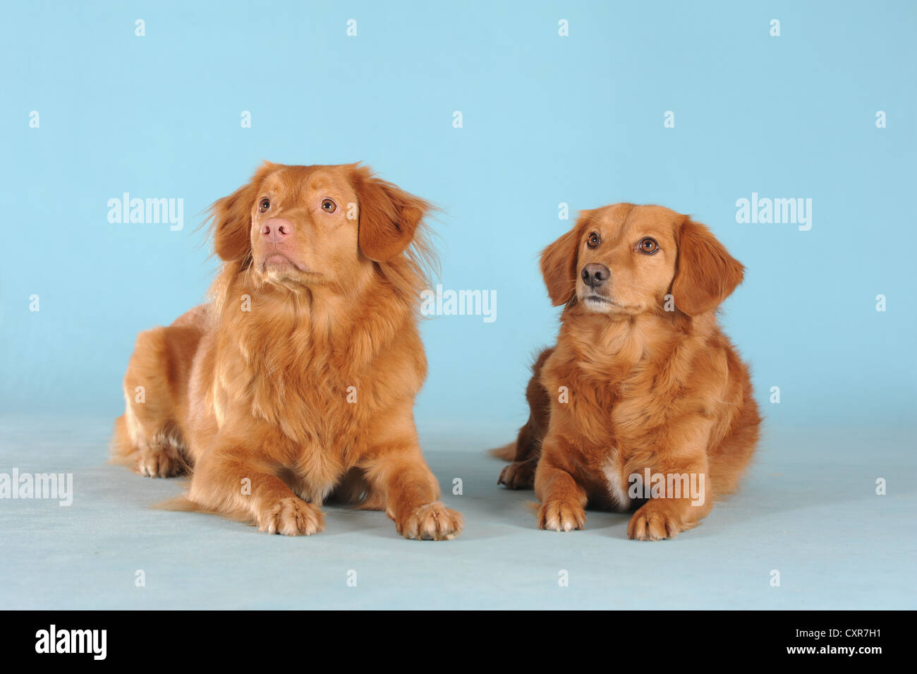 Nova Scotia Duck Tolling Retriever Is A Mixed Breed