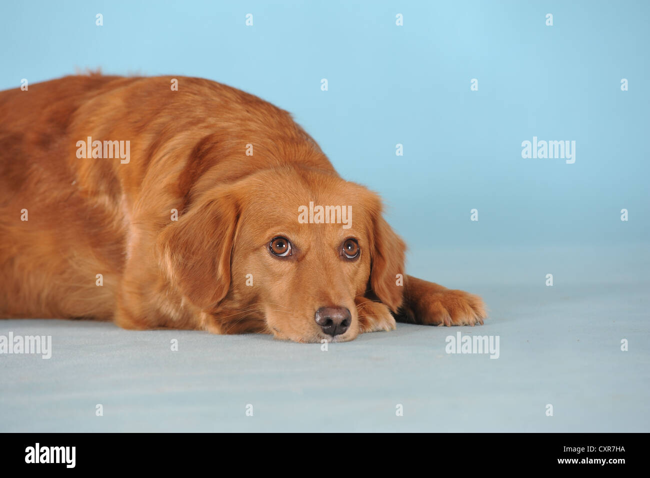 Dog head on paws hi-res stock photography and images - Alamy