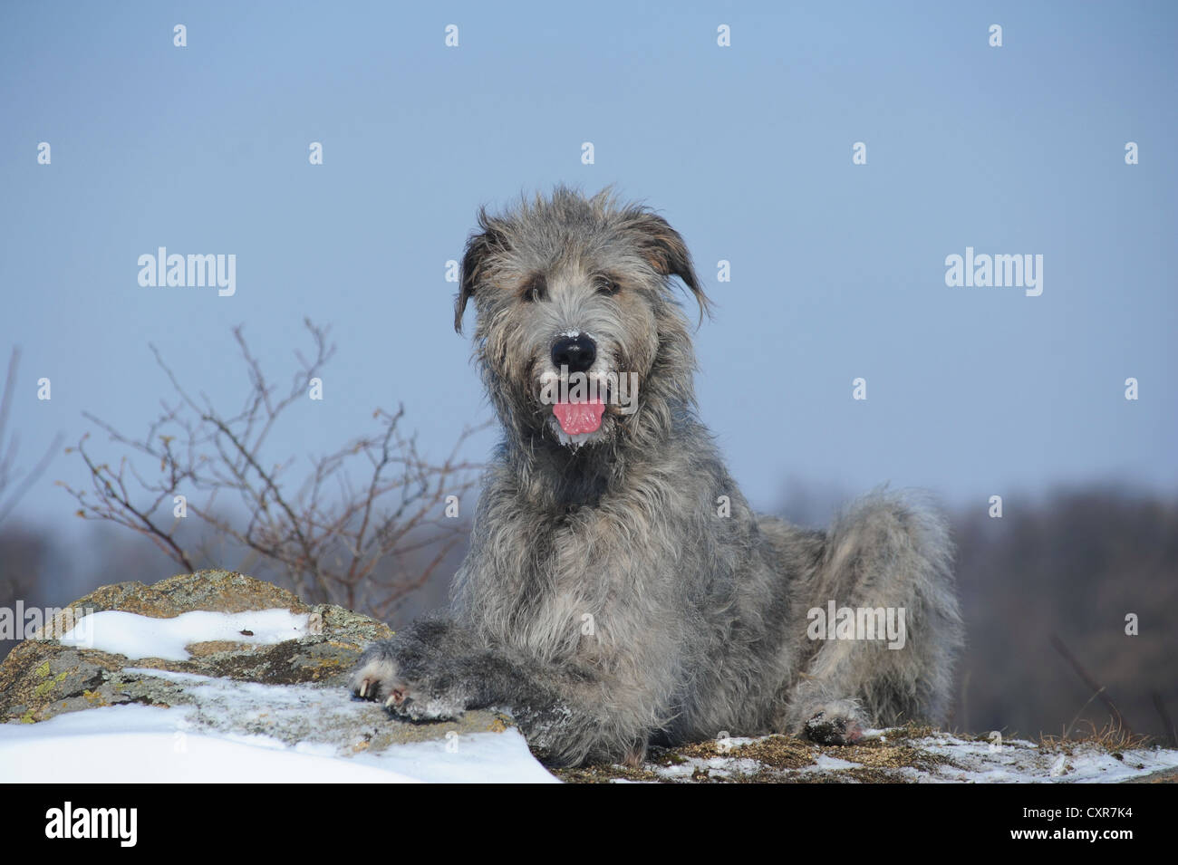 Blue Irish Wolfhound Puppies