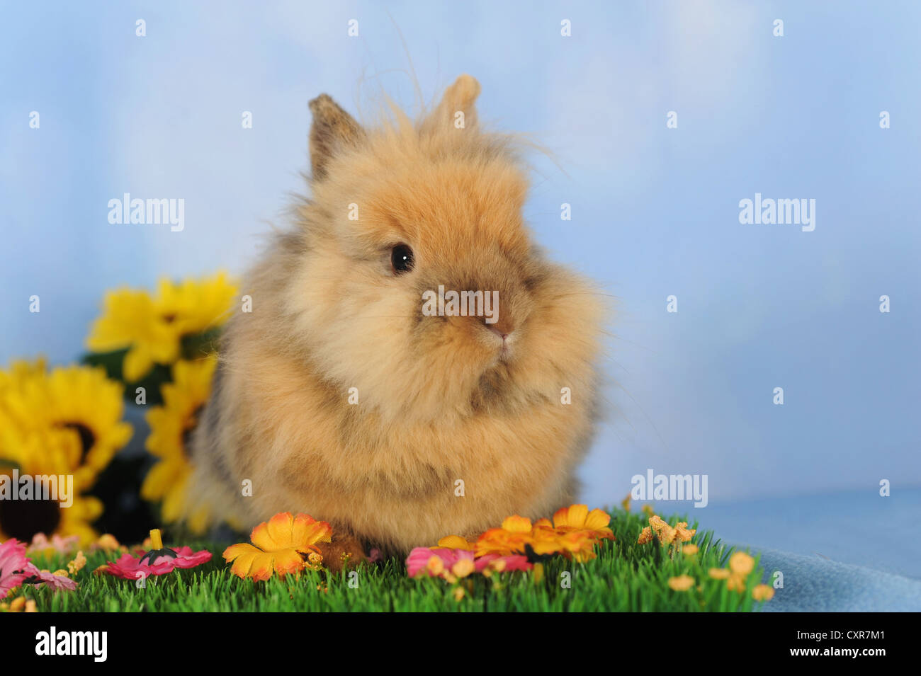 Dwarf rabbit sunflower hi-res stock photography and images - Alamy